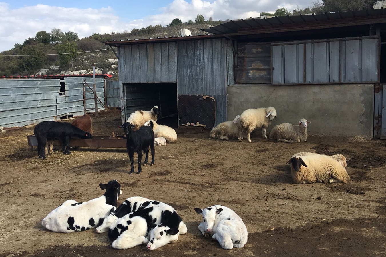 VISITS IN LEBANON – Farmavet International